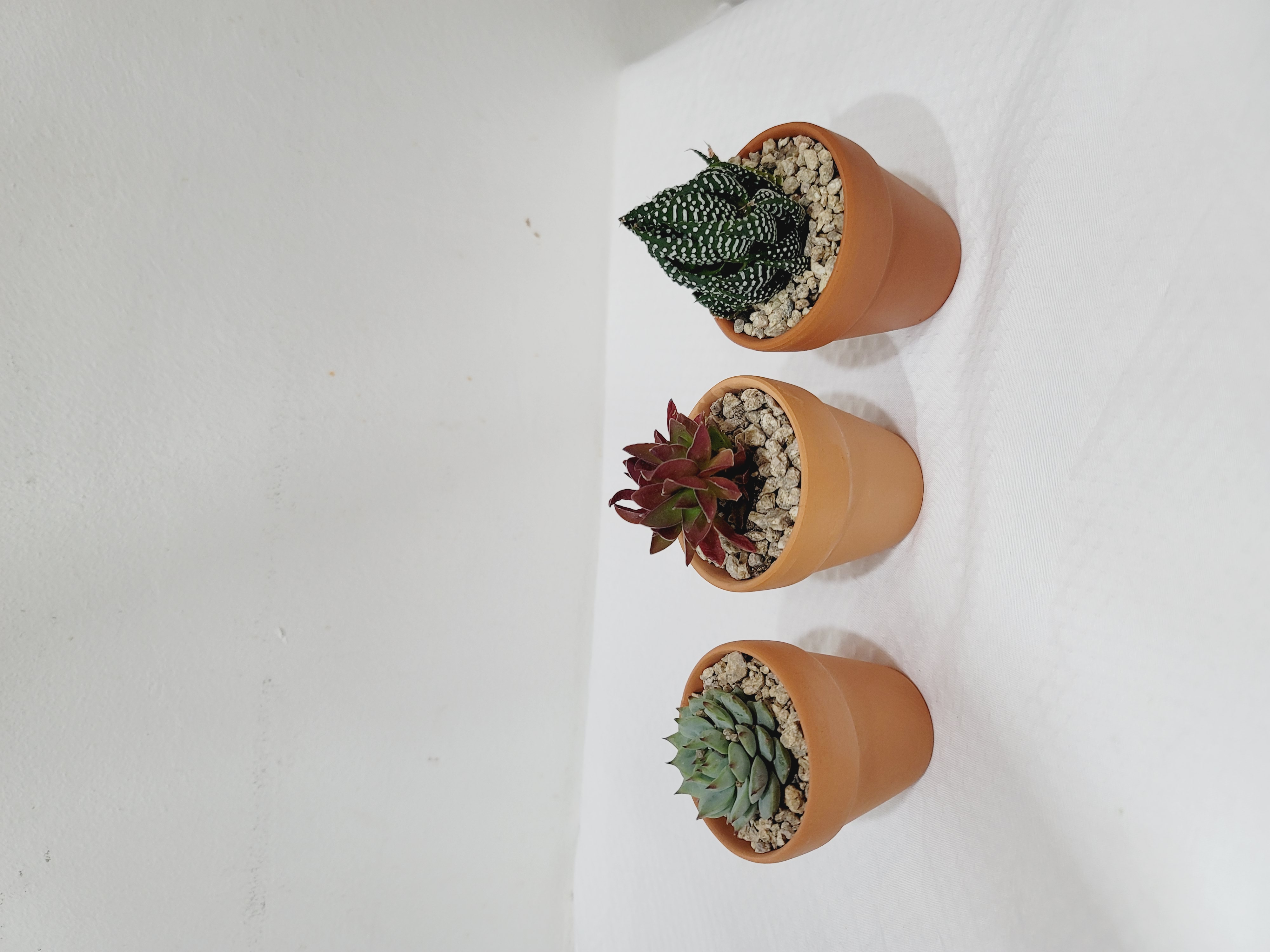 다육이 개당 소품 이미지 배민 장보기∙쇼핑
