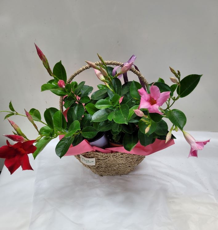 만데빌라 포트 바스켓 레드화분 1개핑크화분1개 모듬으로 구성 배민 장보기∙쇼핑