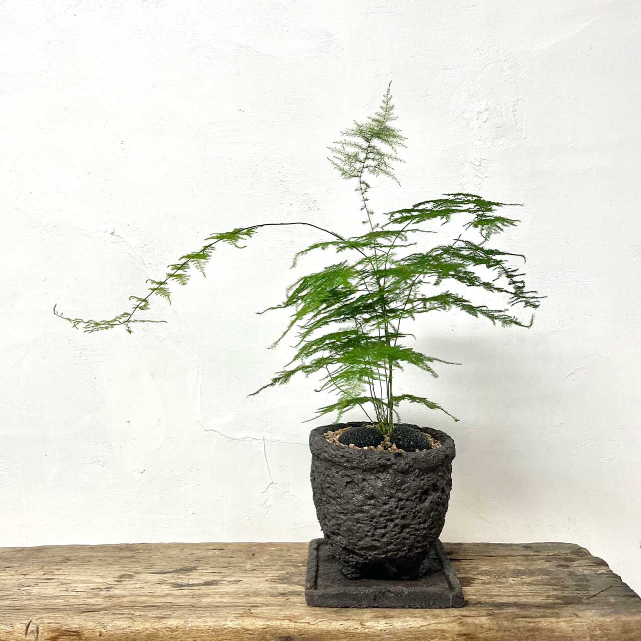 아스파라거스 나누스 세로 돌화분 받침포함화분포함 높이 35cm 배민 장보기∙쇼핑